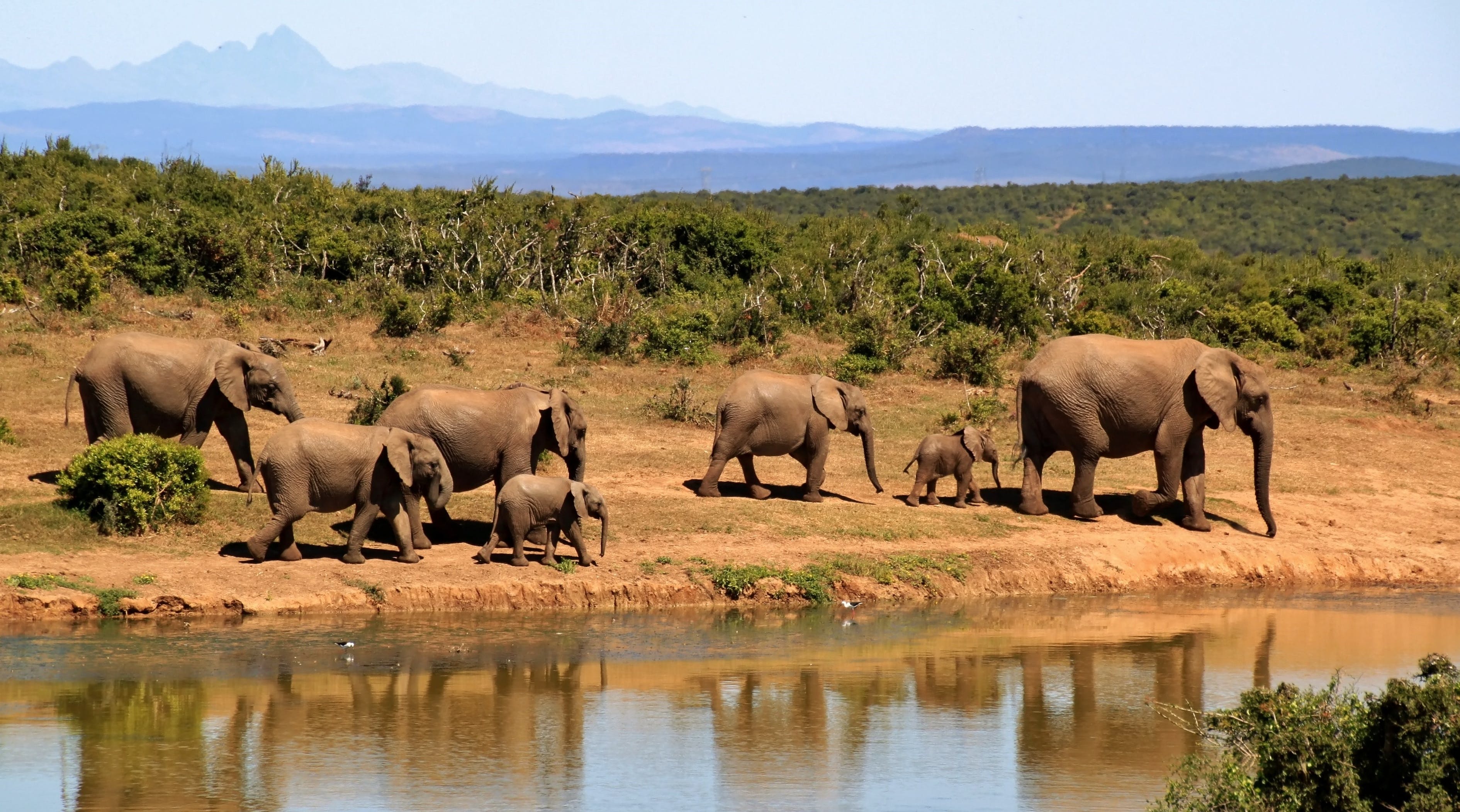 African Ministers of the Environment commit to support a green COVID-19 ...