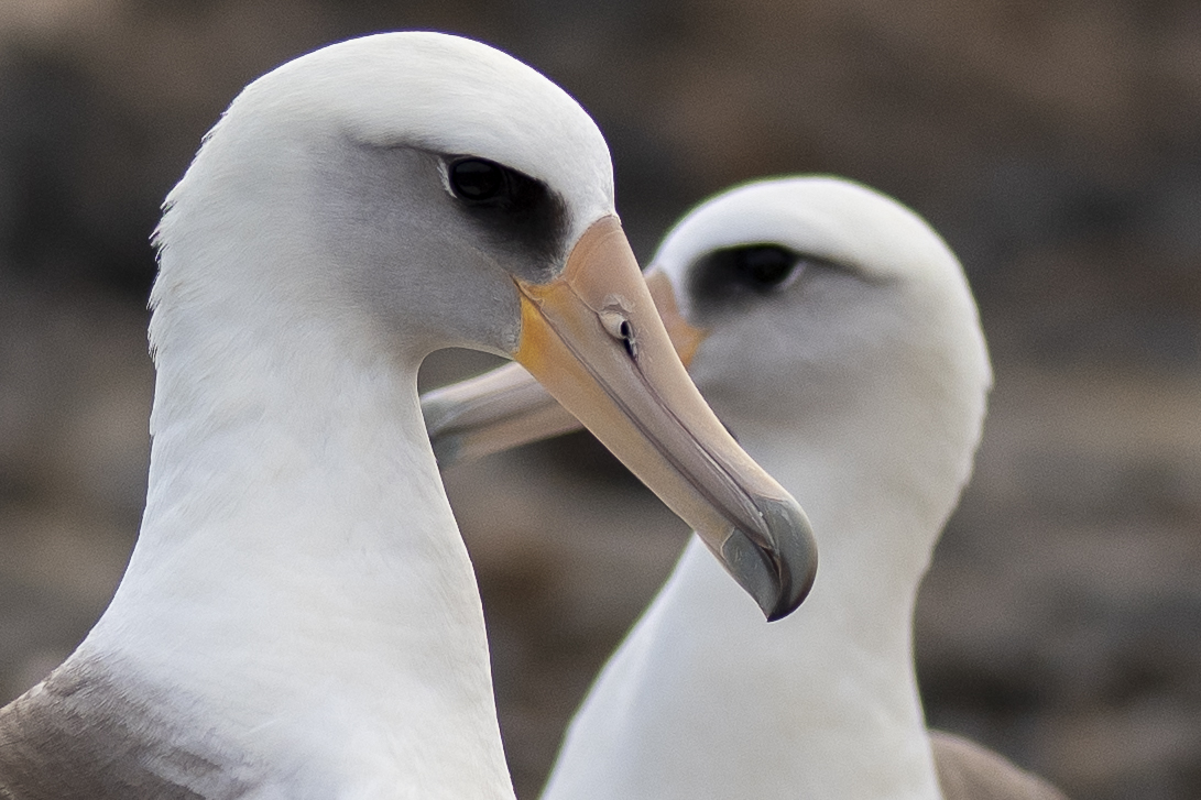 UN Honors World Restoration Efforts in Africa, Mexico, Spain | Mirage News