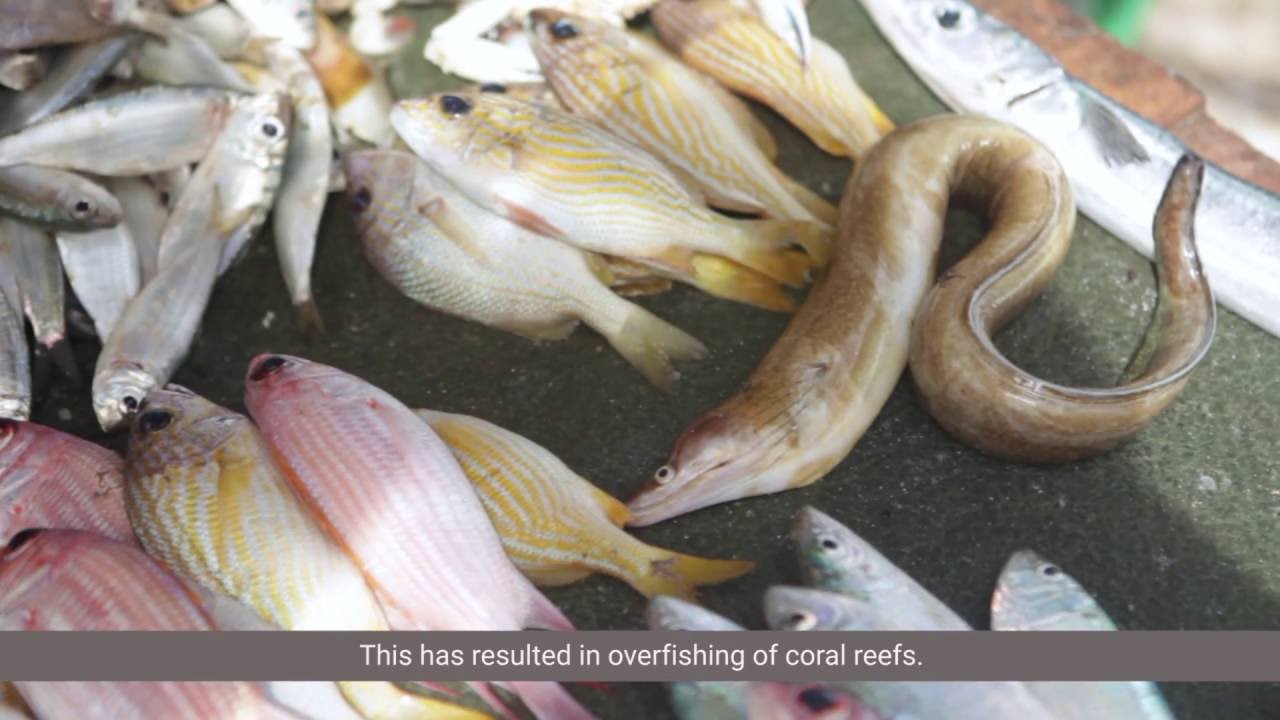 Haiti Eco DRR project: Fisheries Sector in Port Salut