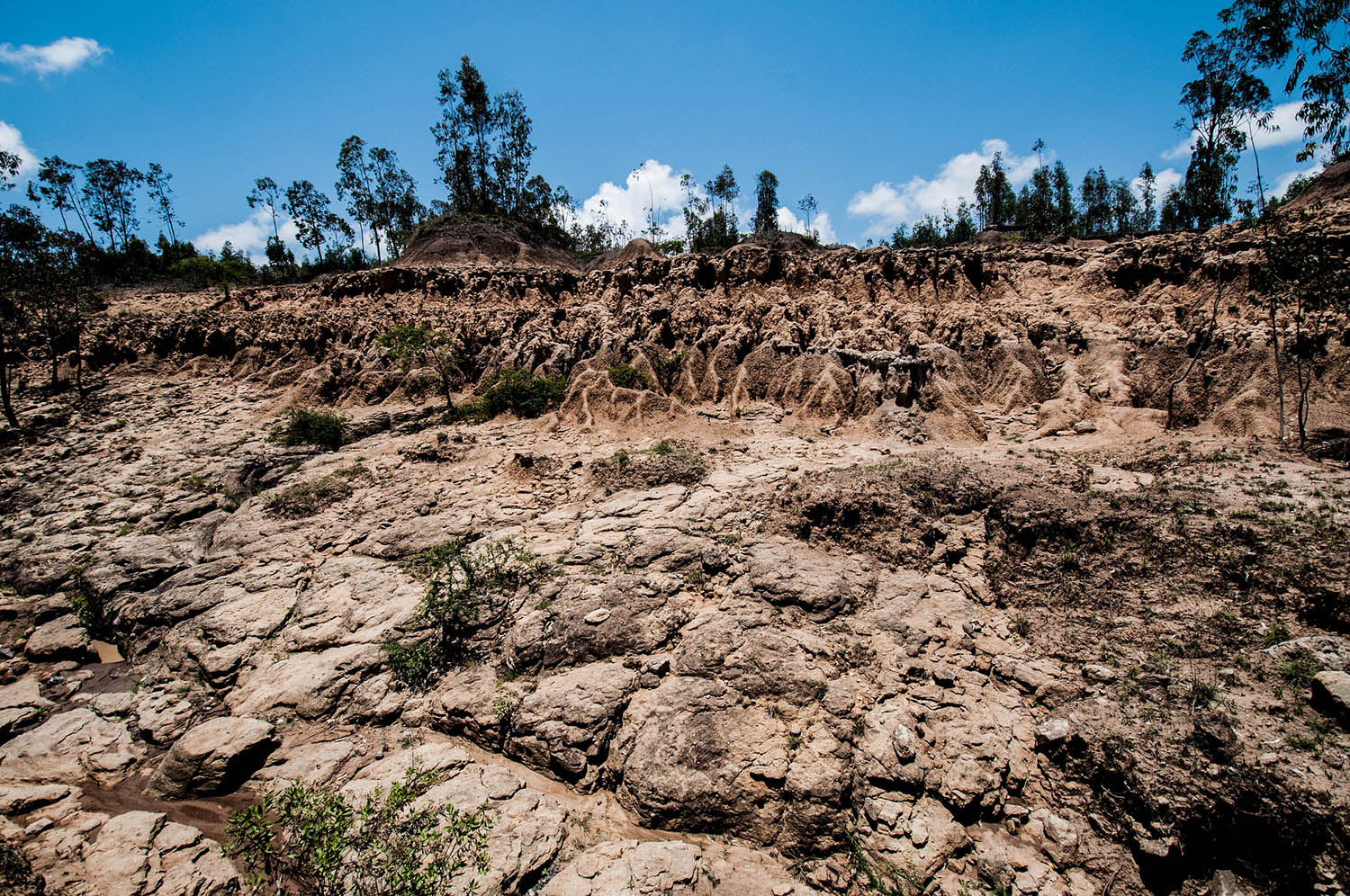 Thriving forests and landscapes key to meeting the Global Goals