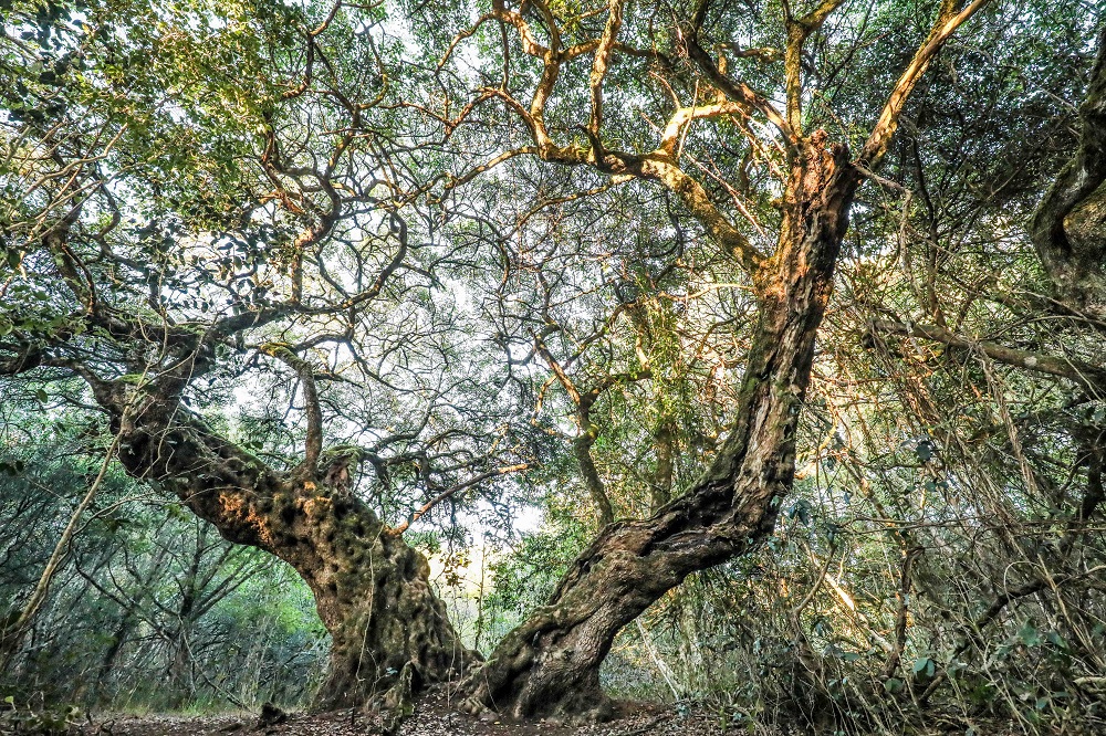 Founding a Treevolution: Greening Africa