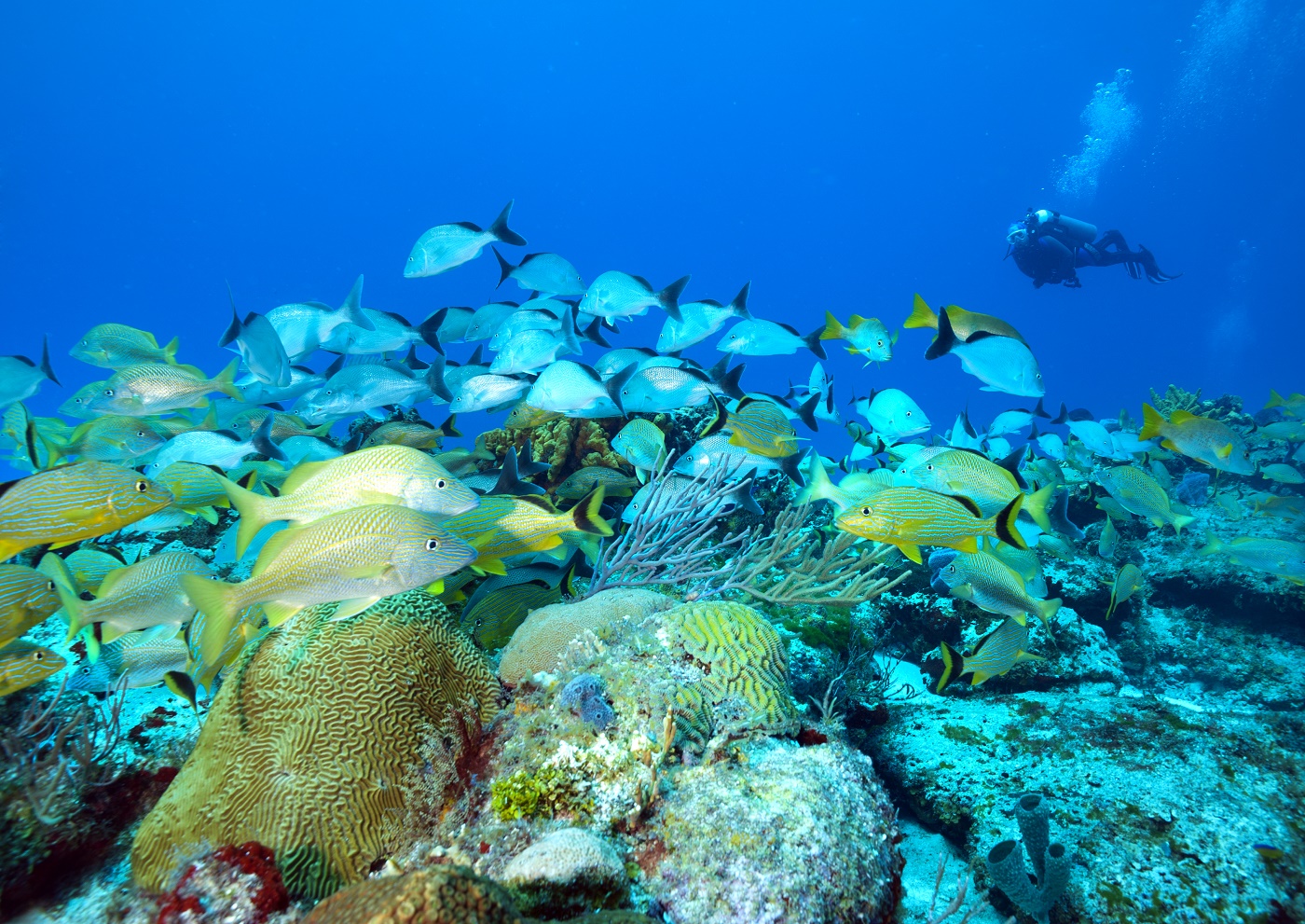 Towards resilience and risk reduction for coral reefs in Central America