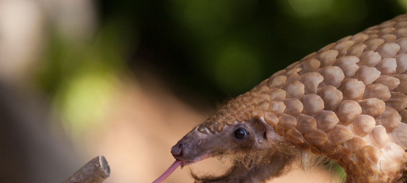 Pangolin