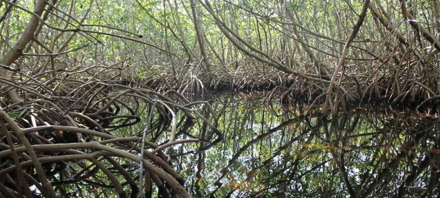 Blue Forests: Finding Coastal and Marine Solutions to meet the Paris ...