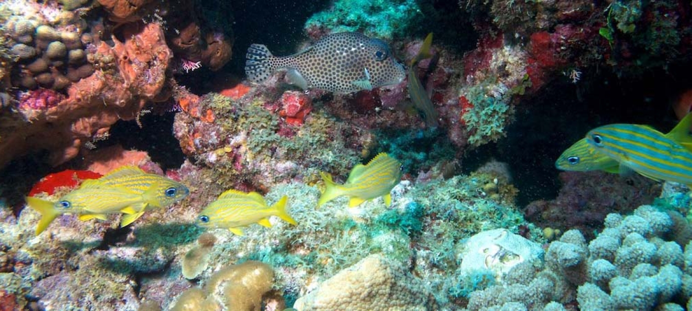 Grenada coral farmers restore reefs to their original beauty