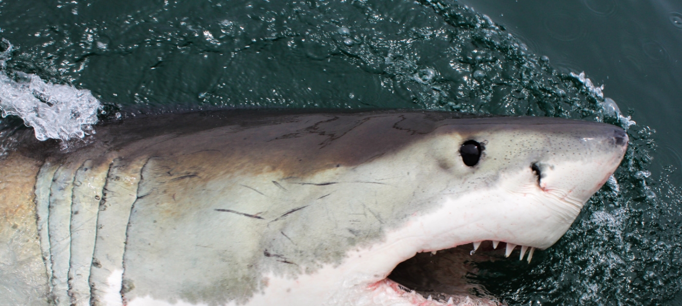Le guide d'un spécialiste des requins pour leur conservation