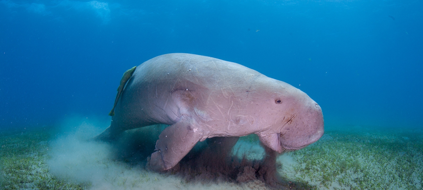 The dugong’s tears: Madagascar’s gentle giants bounce back