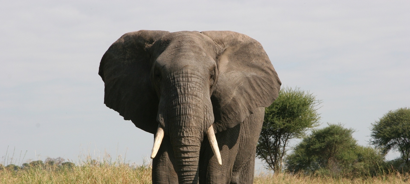 Kenya launches “Ivory Trade is a Rip Off” campaign