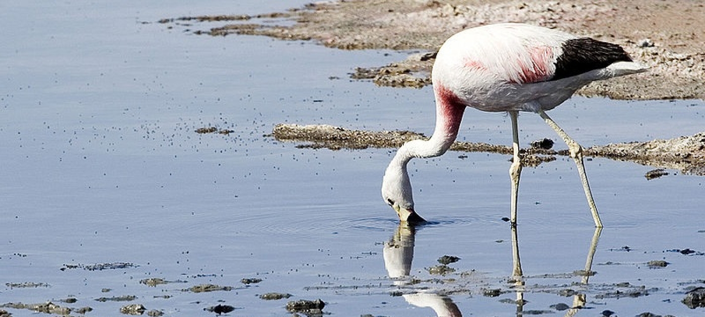 Lead pollution through hunting | UNEP - UN Environment Programme