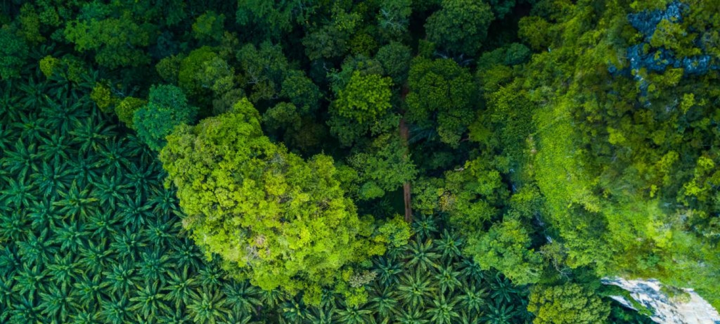 Forest finance | UNEP - UN Environment Programme
