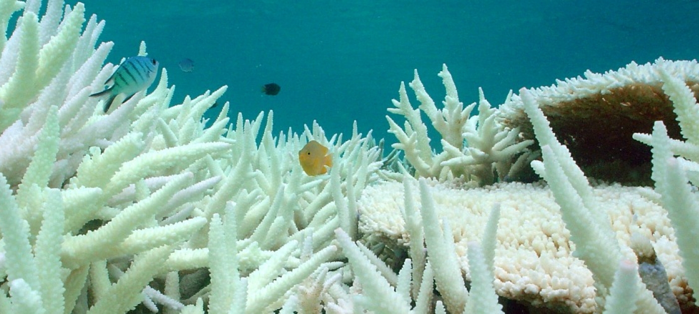 New research predicts the future of coral reefs under climate change
