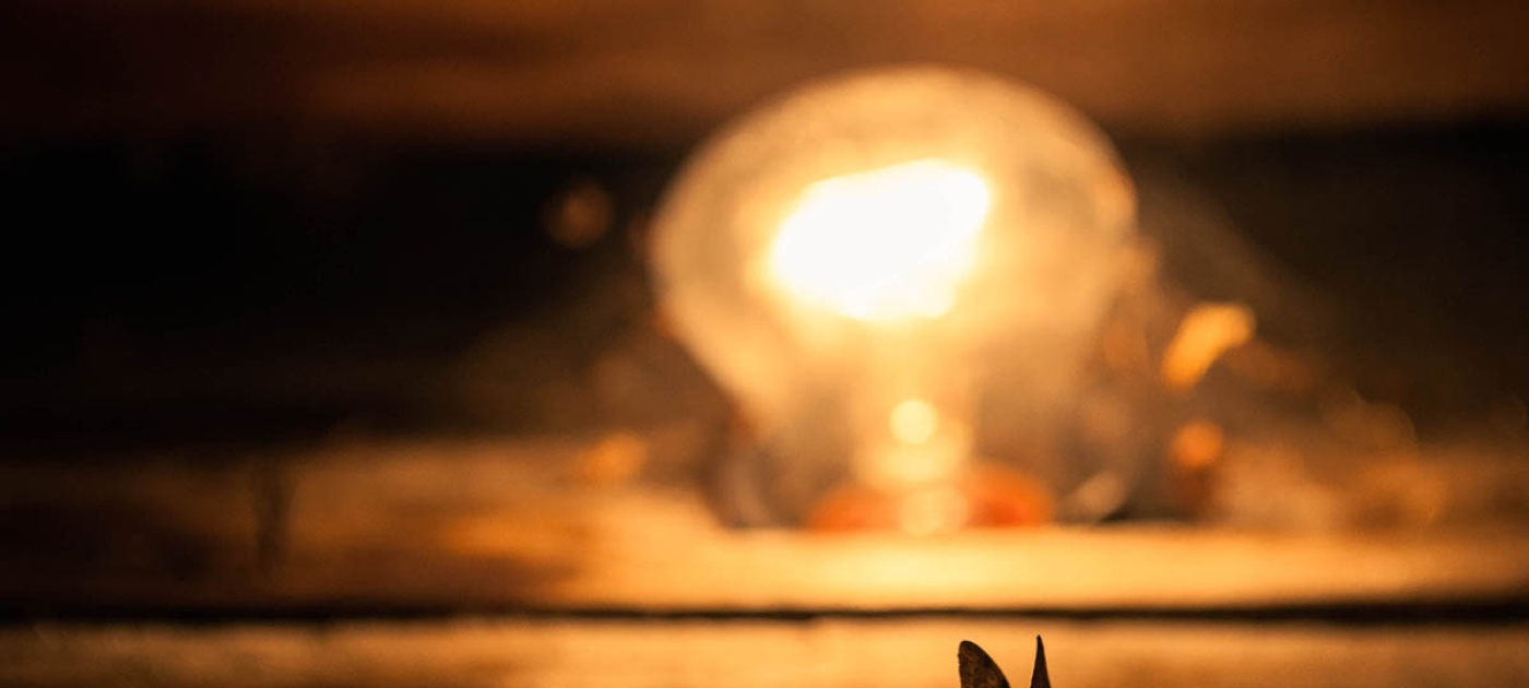 Study suggests light pollution hurts pollinators, crop yields