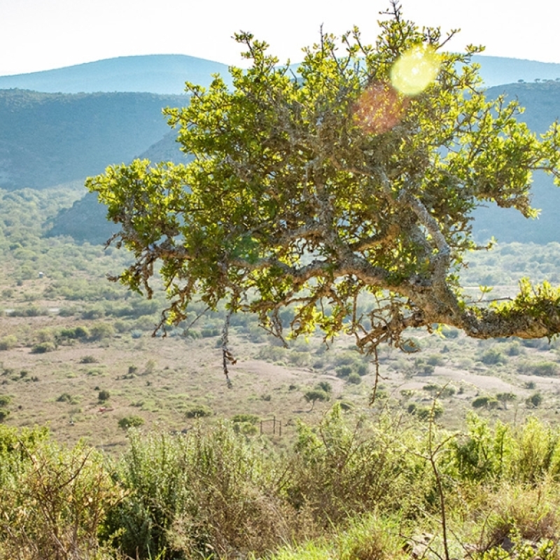 Facts about the nature crisis | UNEP - UN Environment Programme