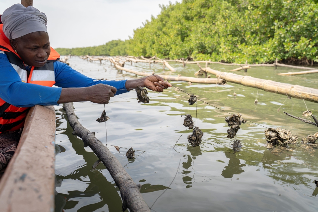 After years of decline, Gambia’s natural spaces are on the mend