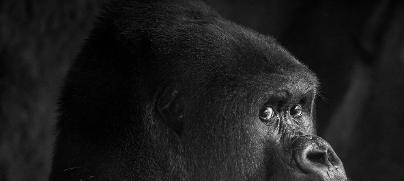 Virus which causes COVID-19 threatens great ape conservation