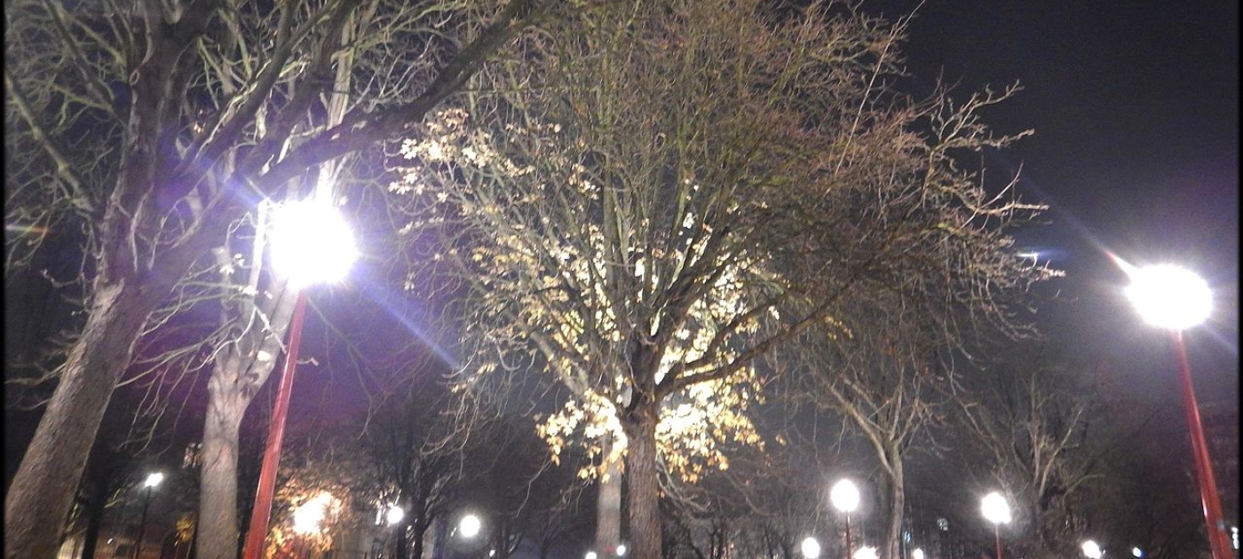 Effects Of Light Pollution On The Environment What Is The Ecological
