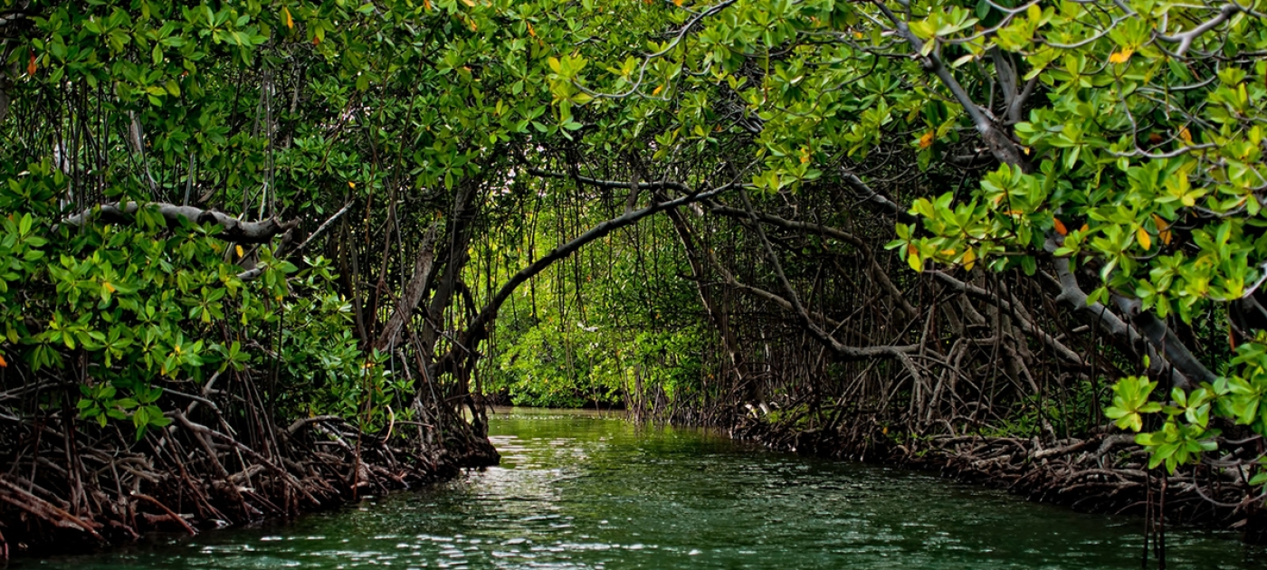 Three habitats that nourish our oceans