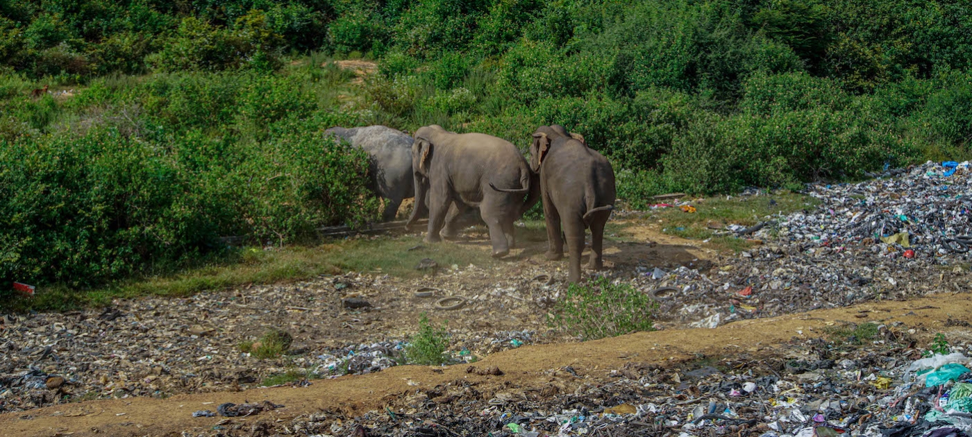 In campaign against plastic pollution, the world is making tentative ...