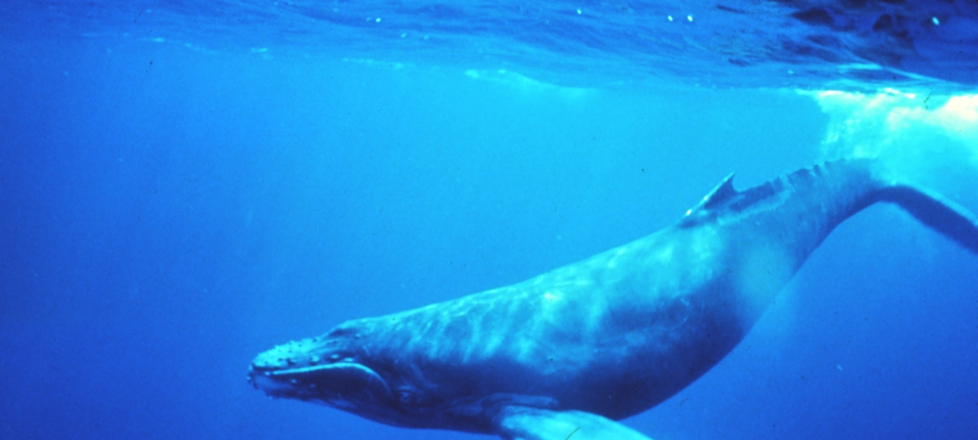Protecting whales to protect the planet