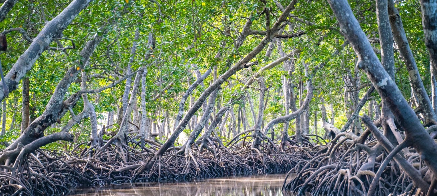 5 key drivers of the nature crisis