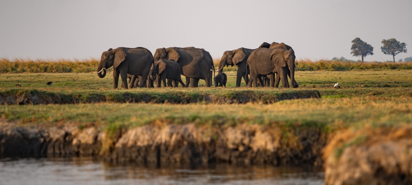 Researchers strive to end human-wildlife conflicts in Southern Africa