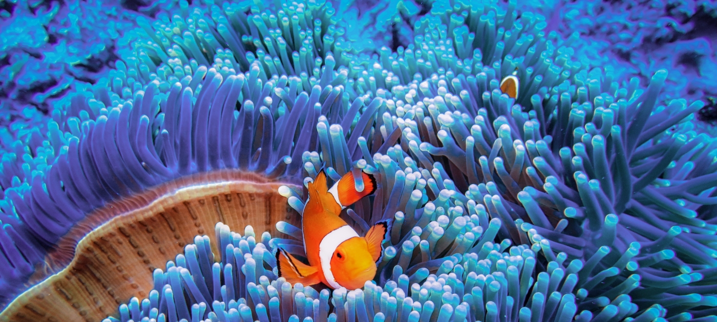 Abu Dhabi leads drive to revive underwater ecosystems