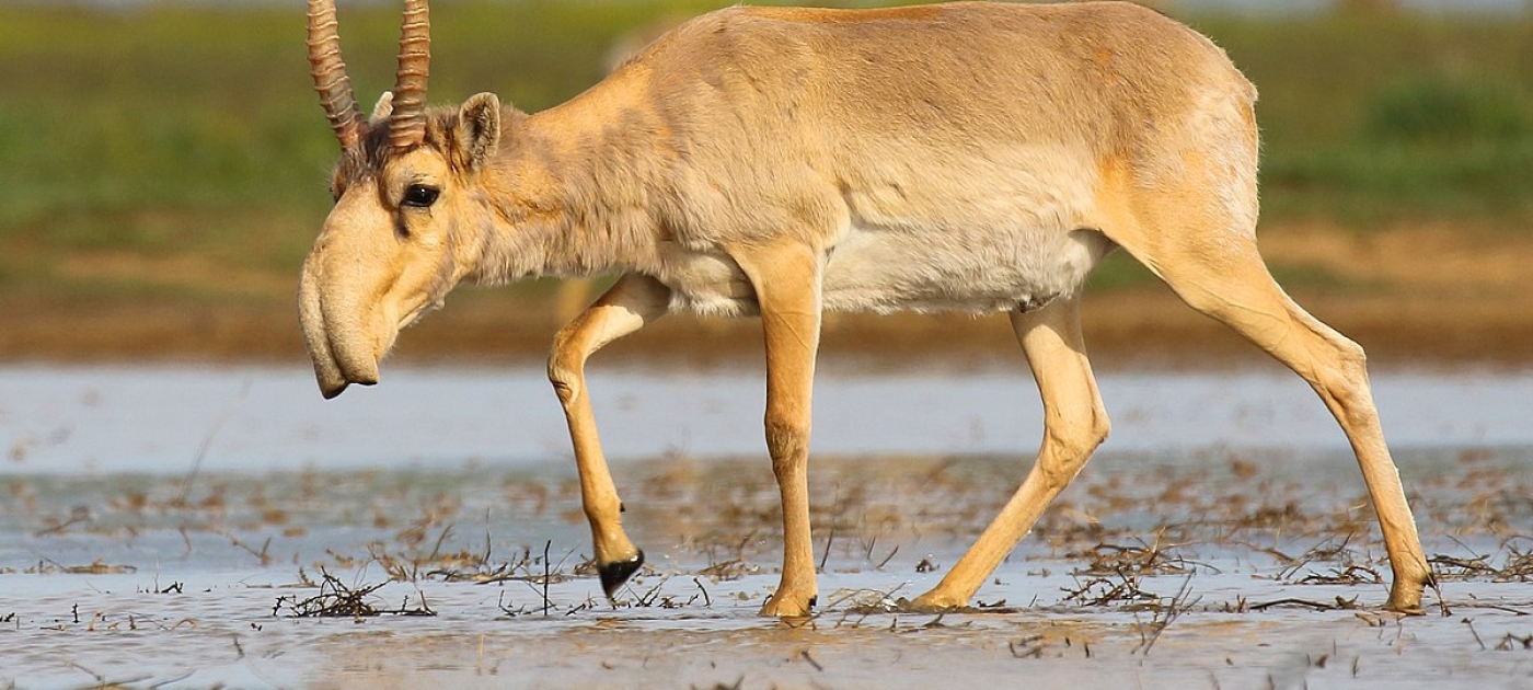 Back from the brink: Six species saved by ecosystem restoration