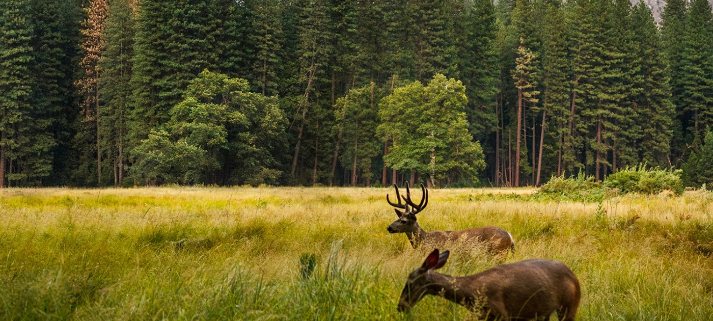 UN Common Approach to Biodiversity | UNEP - UN Environment Programme