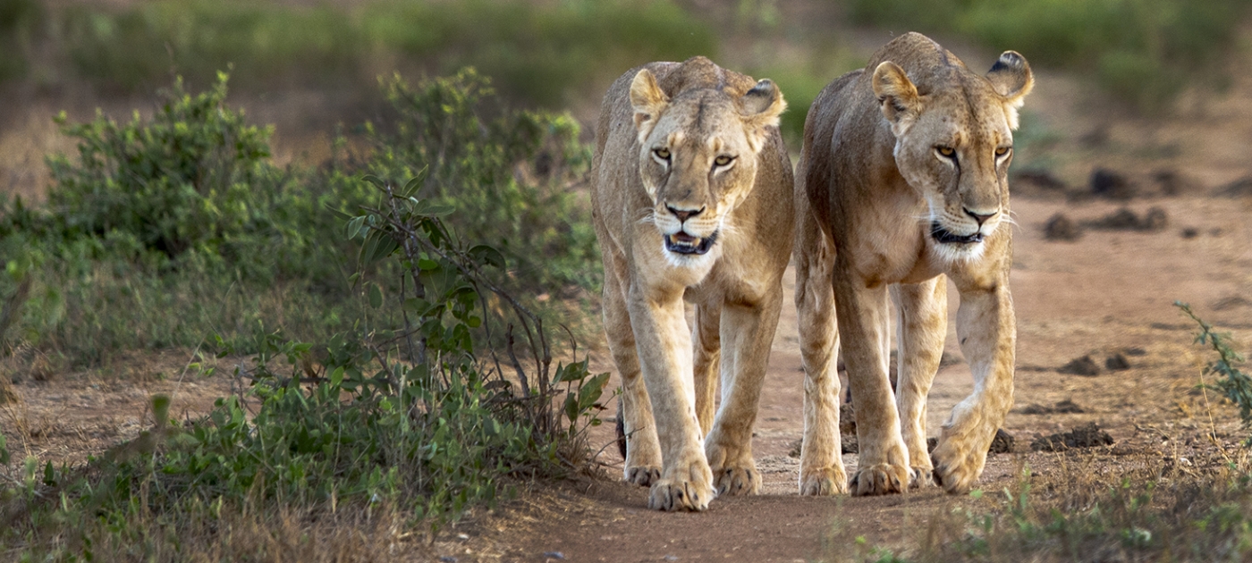 Species conservation | UNEP - UN Environment Programme