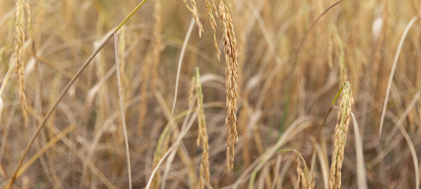 From field to forest, restoring rice in Ubon Ratchathani