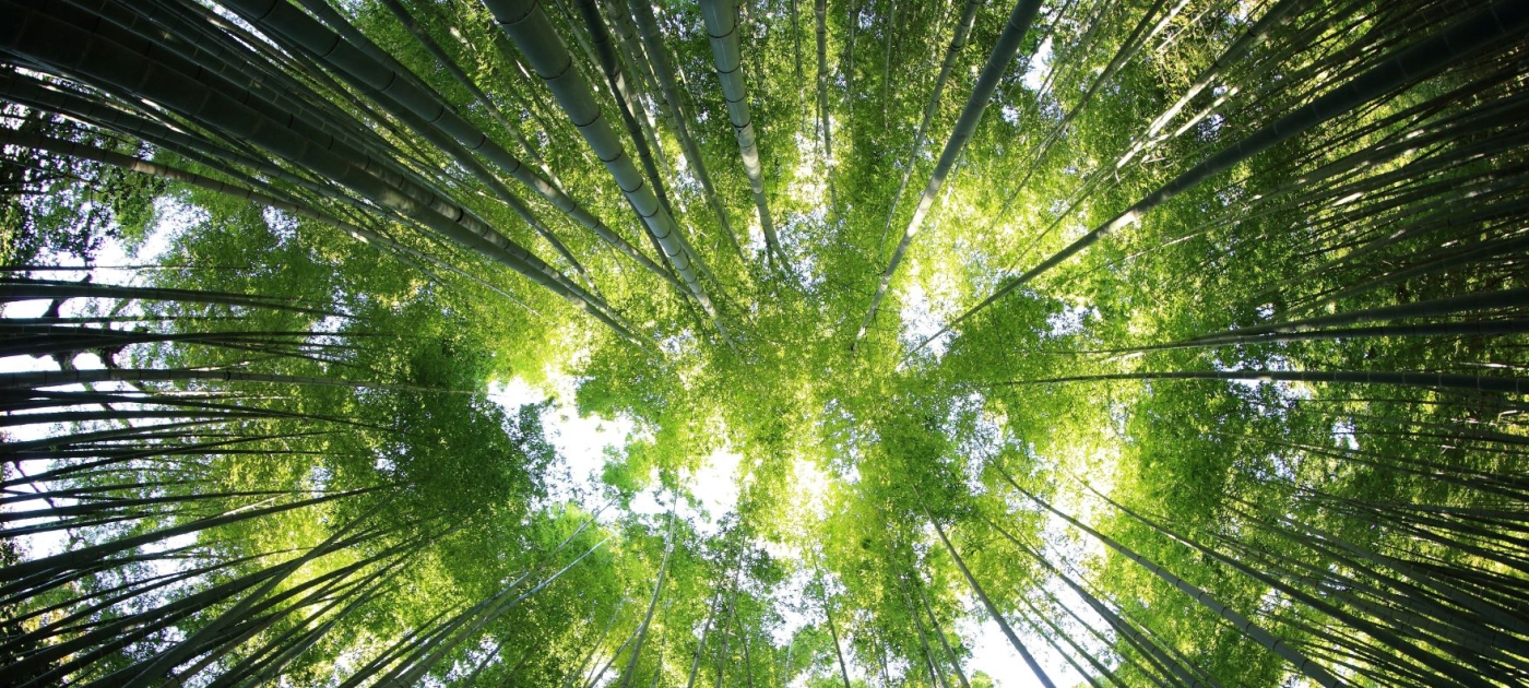 Bamboo’s new roots: Restoring ecosystems and rural incomes