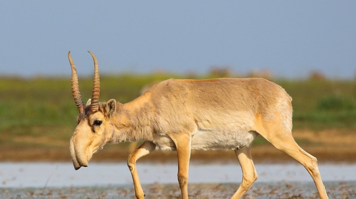 Kazakhstan’s golden steppe shines again